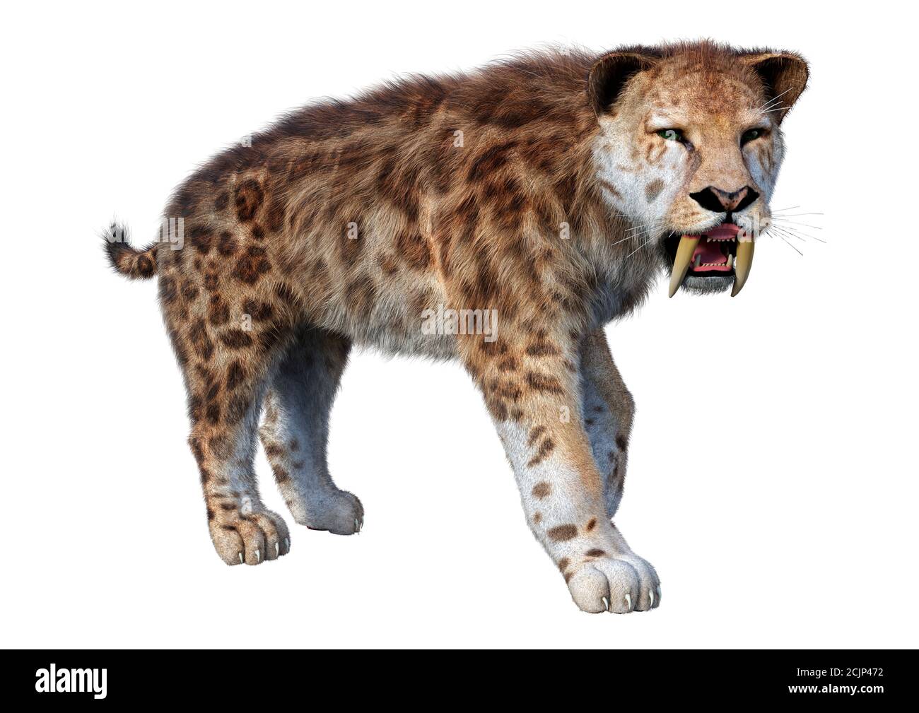 3D rendering of a sabertooth tiger isolated on white background Stock ...