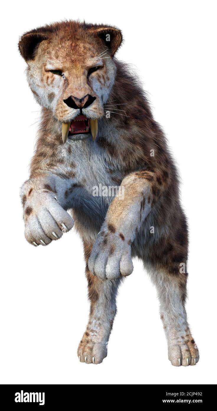 3D rendering of a sabertooth tiger isolated on white background Stock ...