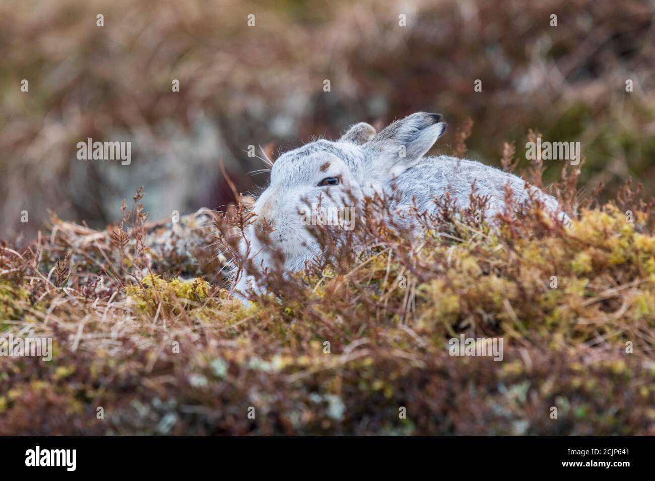 Mountain hare scotland no snow hi-res stock photography and images - Alamy