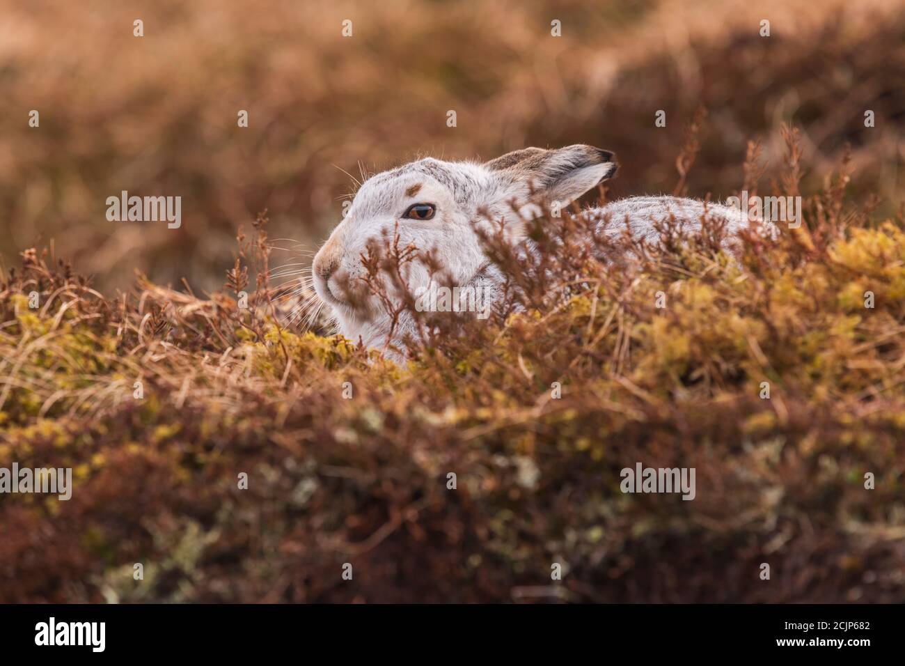 Closeup portrait of a Mountain hare , Scotland Stock Photo - Alamy