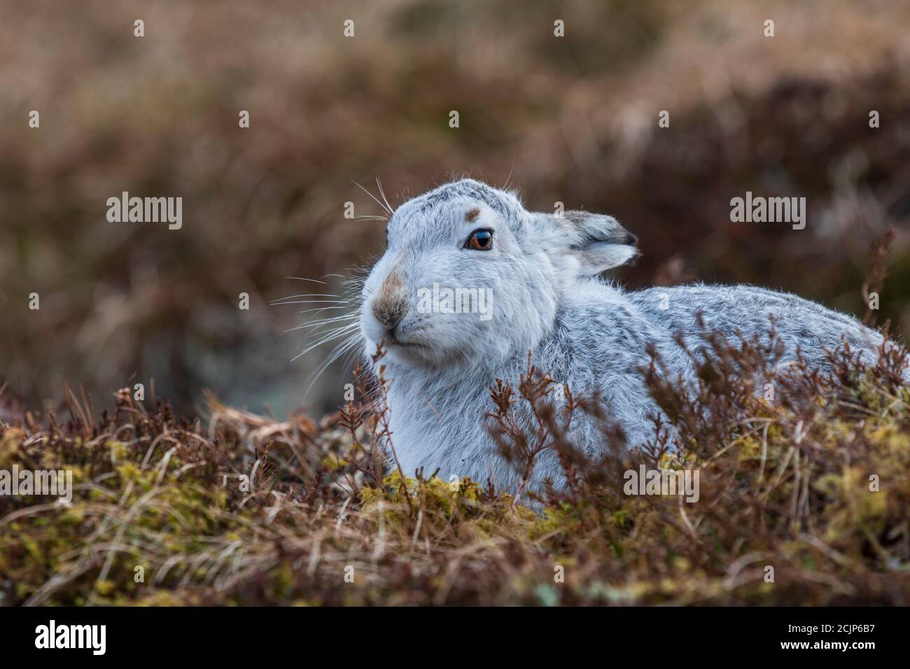 Mountain hare scotland no snow hi-res stock photography and images - Alamy