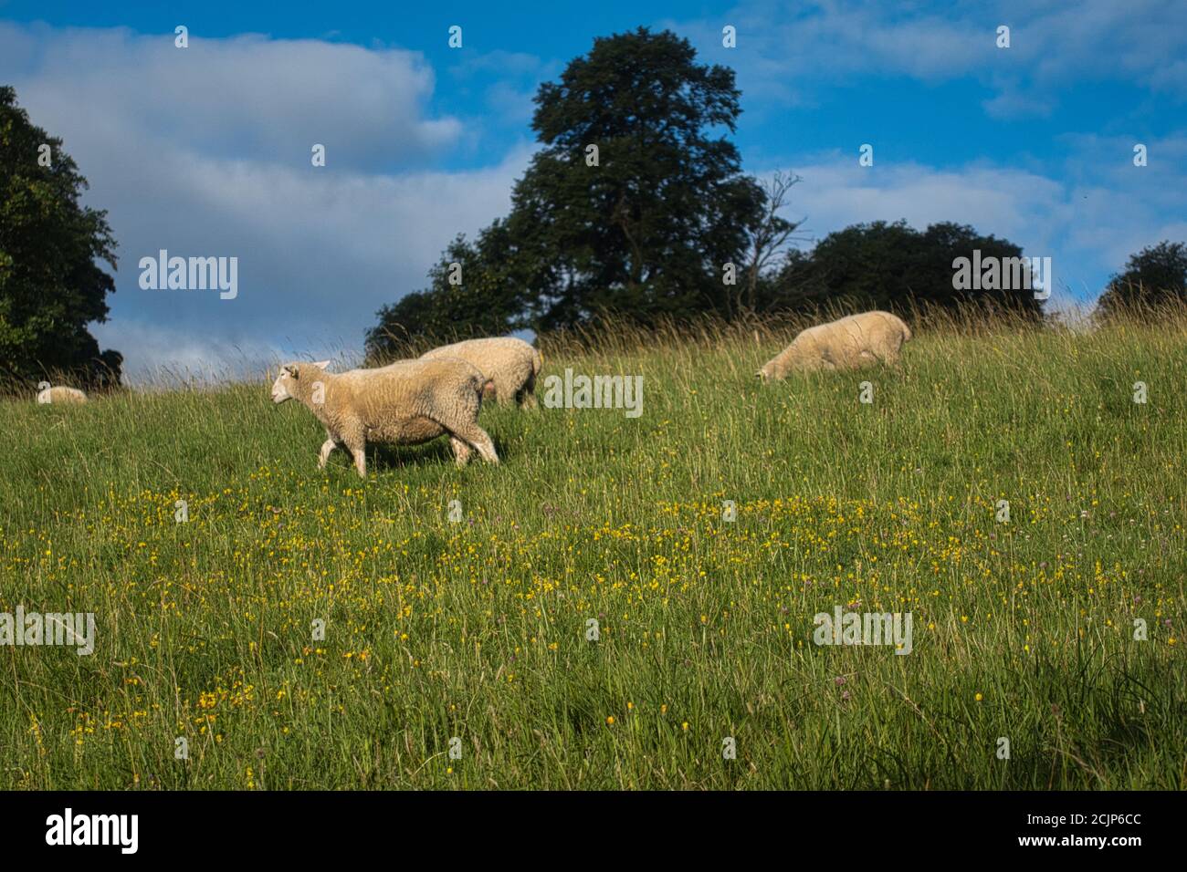 Lush pasture hi-res stock photography and images - Alamy