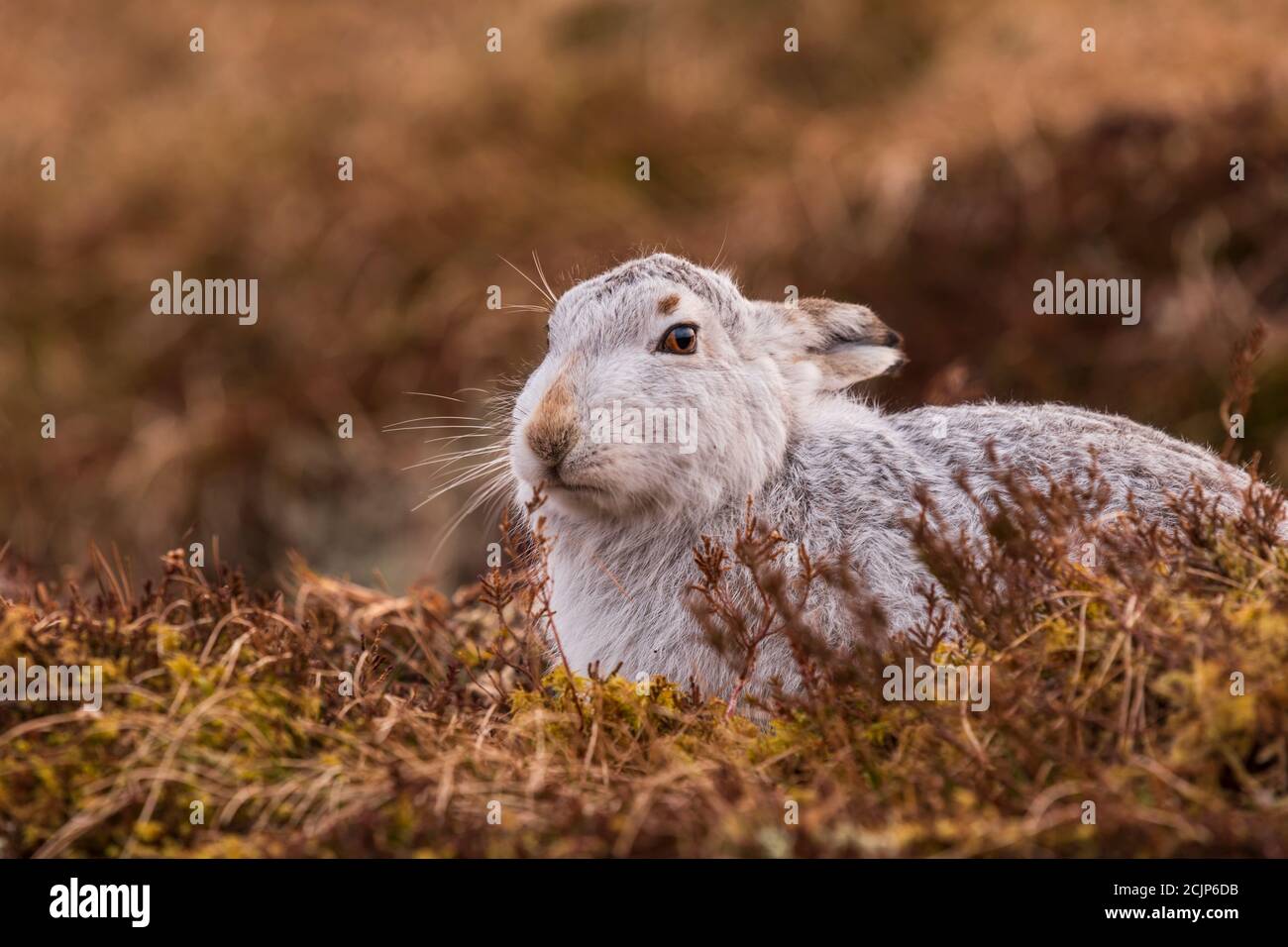 Closeup portrait of a Mountain hare , Scotland Stock Photo - Alamy