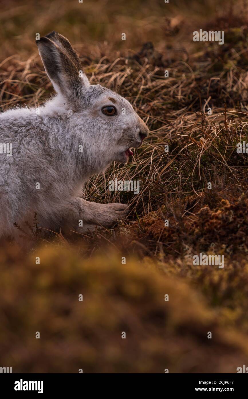 Mountain hare scotland no snow hi-res stock photography and images - Alamy
