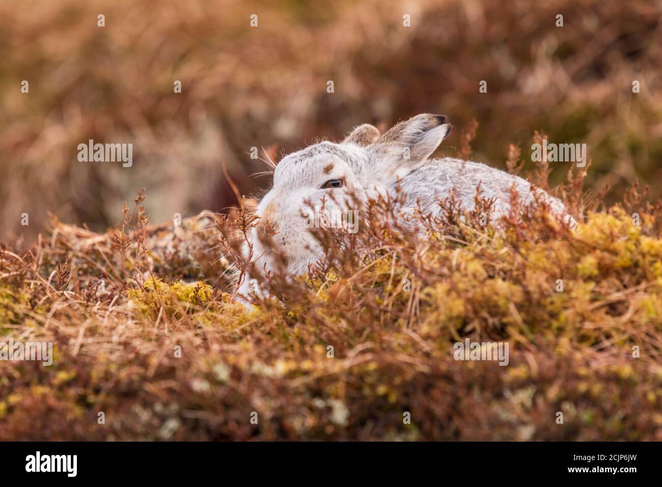 Mountain hare scotland no snow hi-res stock photography and images - Alamy