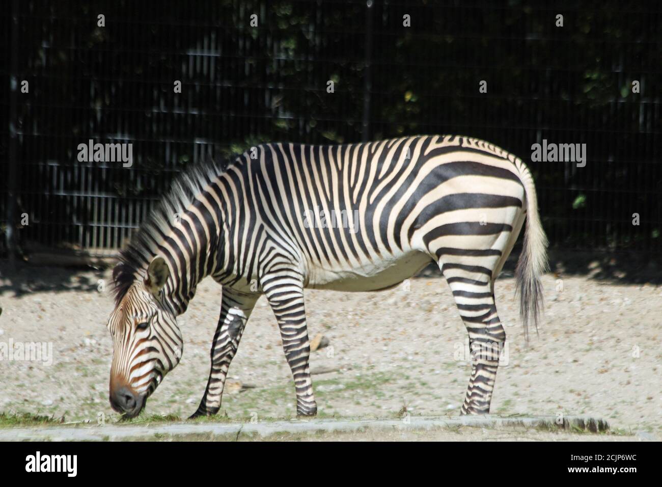 Bergzebra hi-res stock photography and images - Alamy