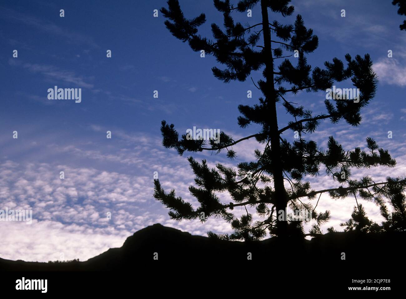 Lodgepole pine (Pinus contorta) on Chimney Lake Trail, Eagle Cap ...