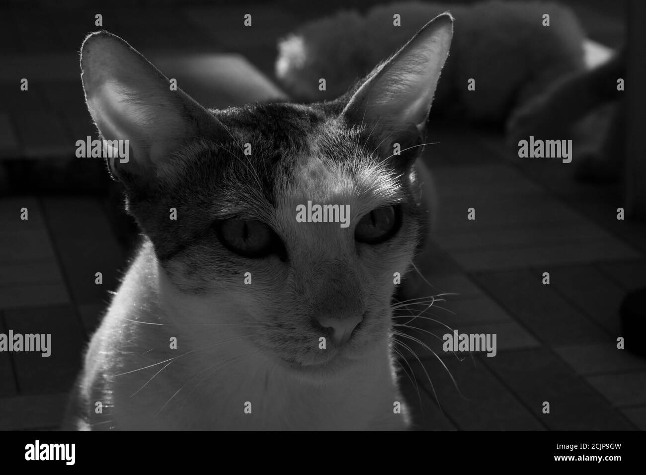 A greyscale closeup of a Brazilian Shorthair cat in a room Stock Photo ...