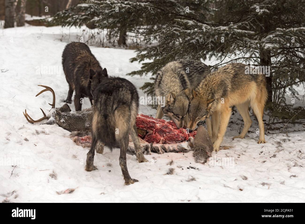 Grey Wolf Pack Eating