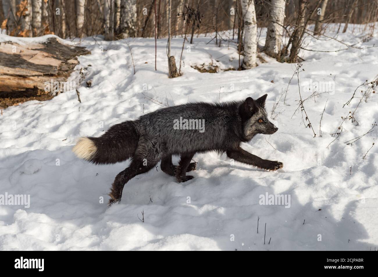 Silver Fox (Vulpes vulpes) Steps Right Through Snow Winter - captive ...