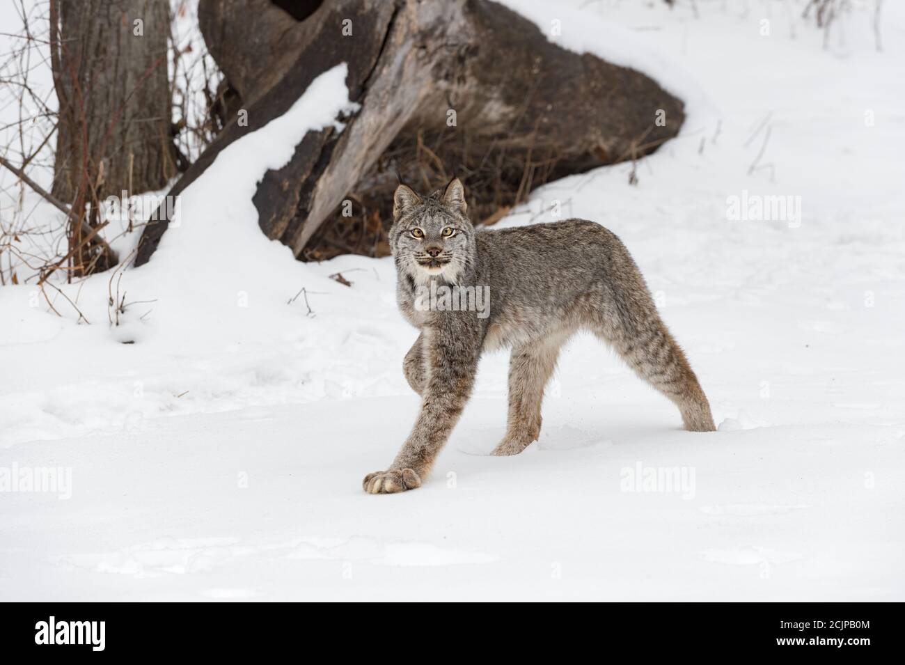 Canadian Lynx (Lynx canadensis) Looks Surprised Mid Step Left Winter ...