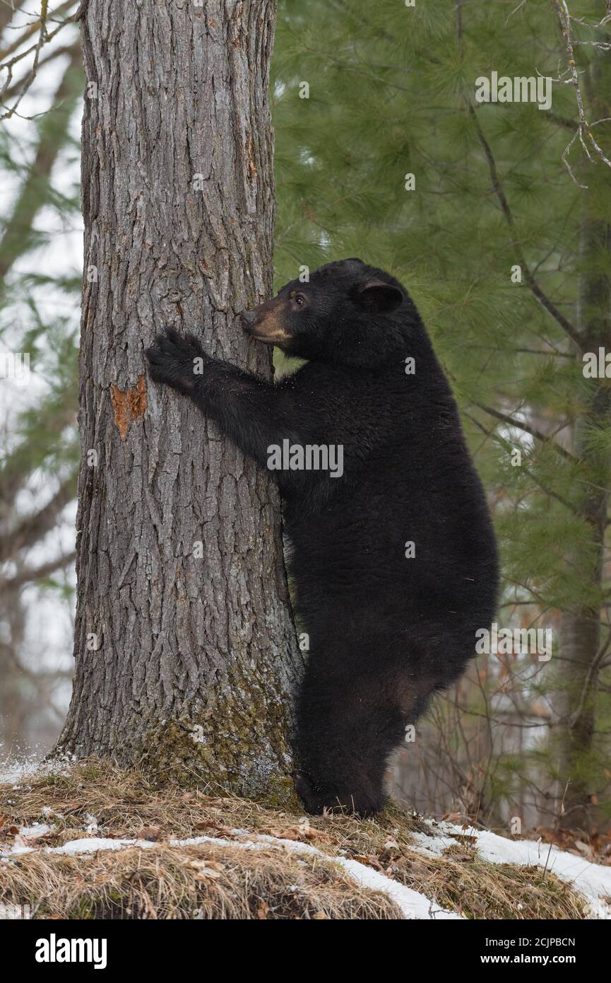 Black Bear (Ursus americanus) Stands Hugging Tree Winter - captive ...