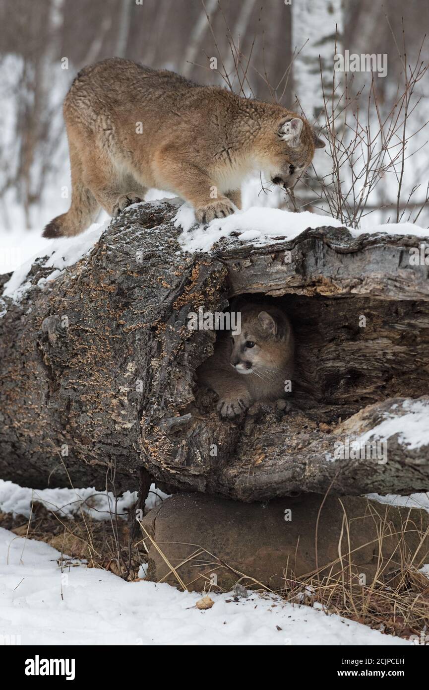 Puma on snow hi-res stock photography and images - Alamy