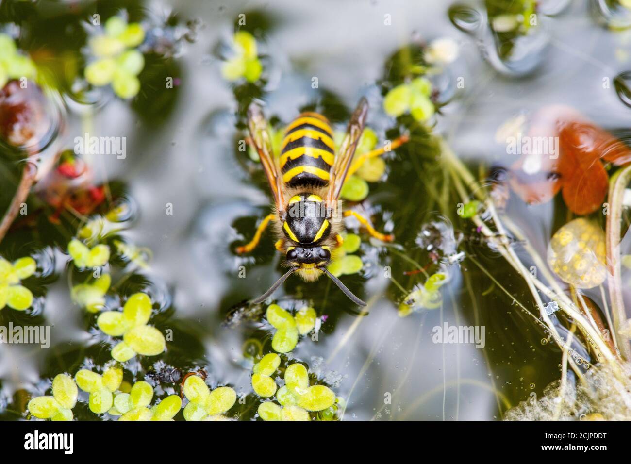 A Wasp drinking from a garden pond, Ambleside, Cumbria, UK Stock Photo ...