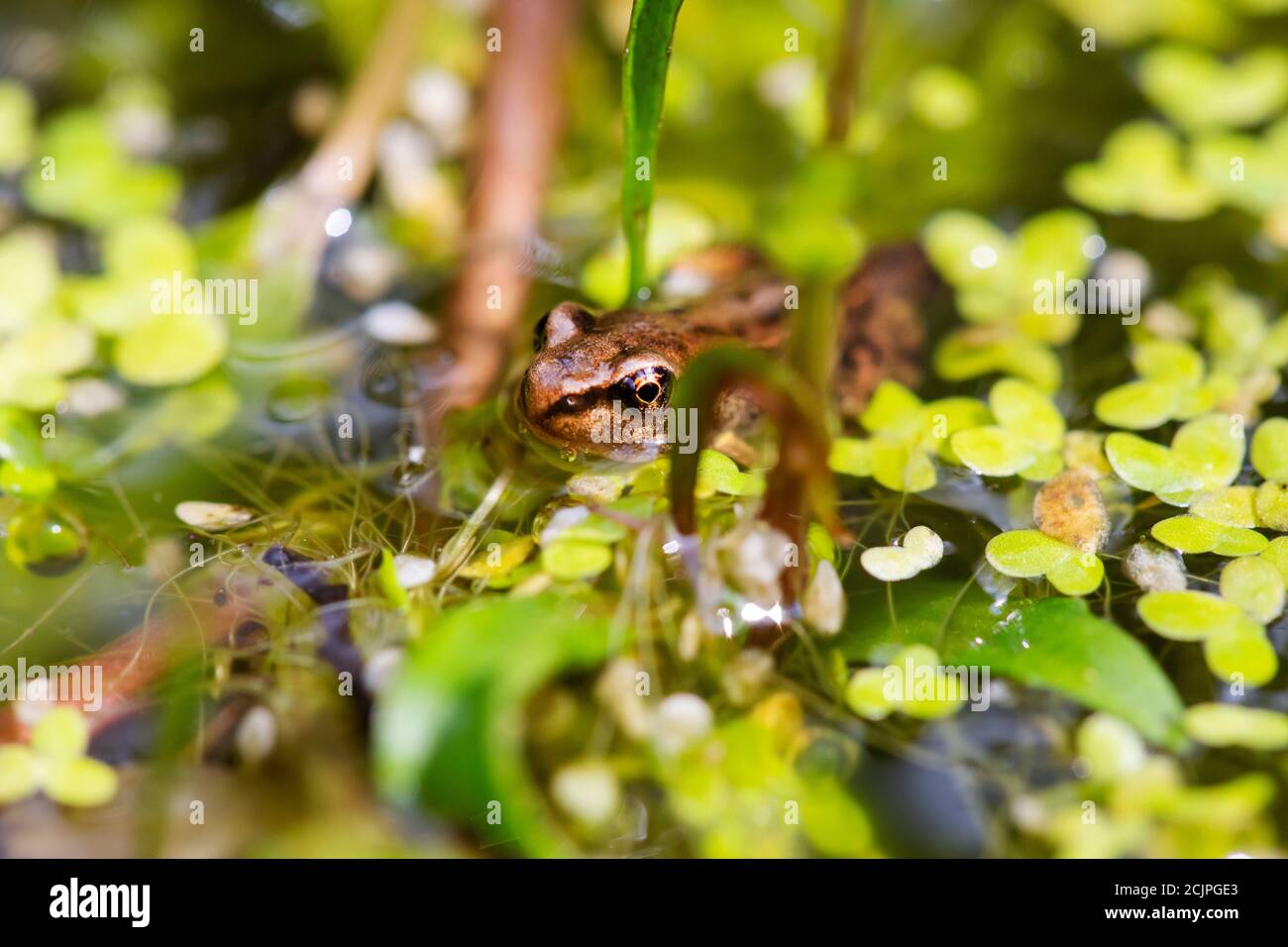 A froglet in a garden pond still showing signs of its tadpole tail ...