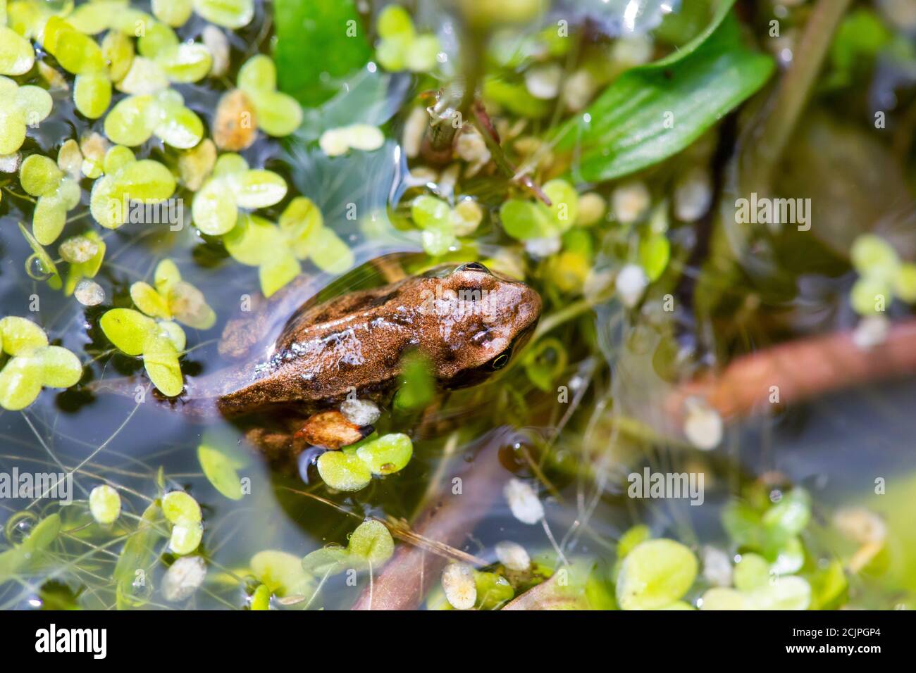 A froglet in a garden pond still showing signs of its tadpole tail ...