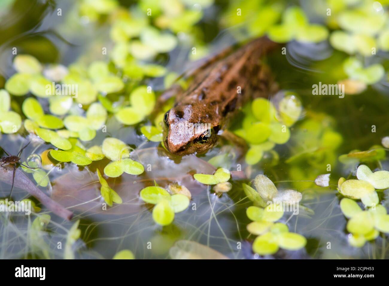 Froglet With Tail High Resolution Stock Photography and Images - Alamy