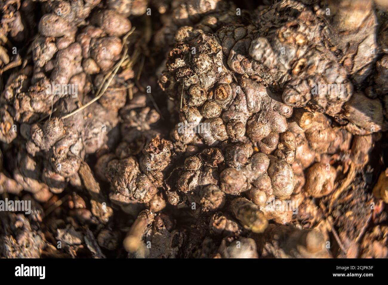 Old knobbly tree hi-res stock photography and images - Alamy