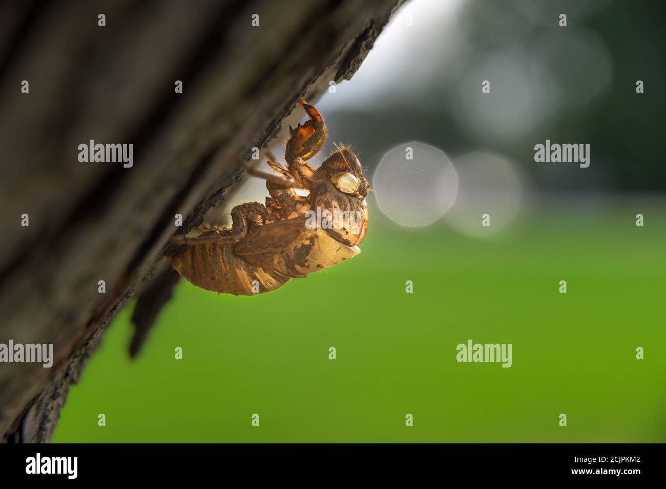 Cicada empty skin on branch hi-res stock photography and images - Alamy