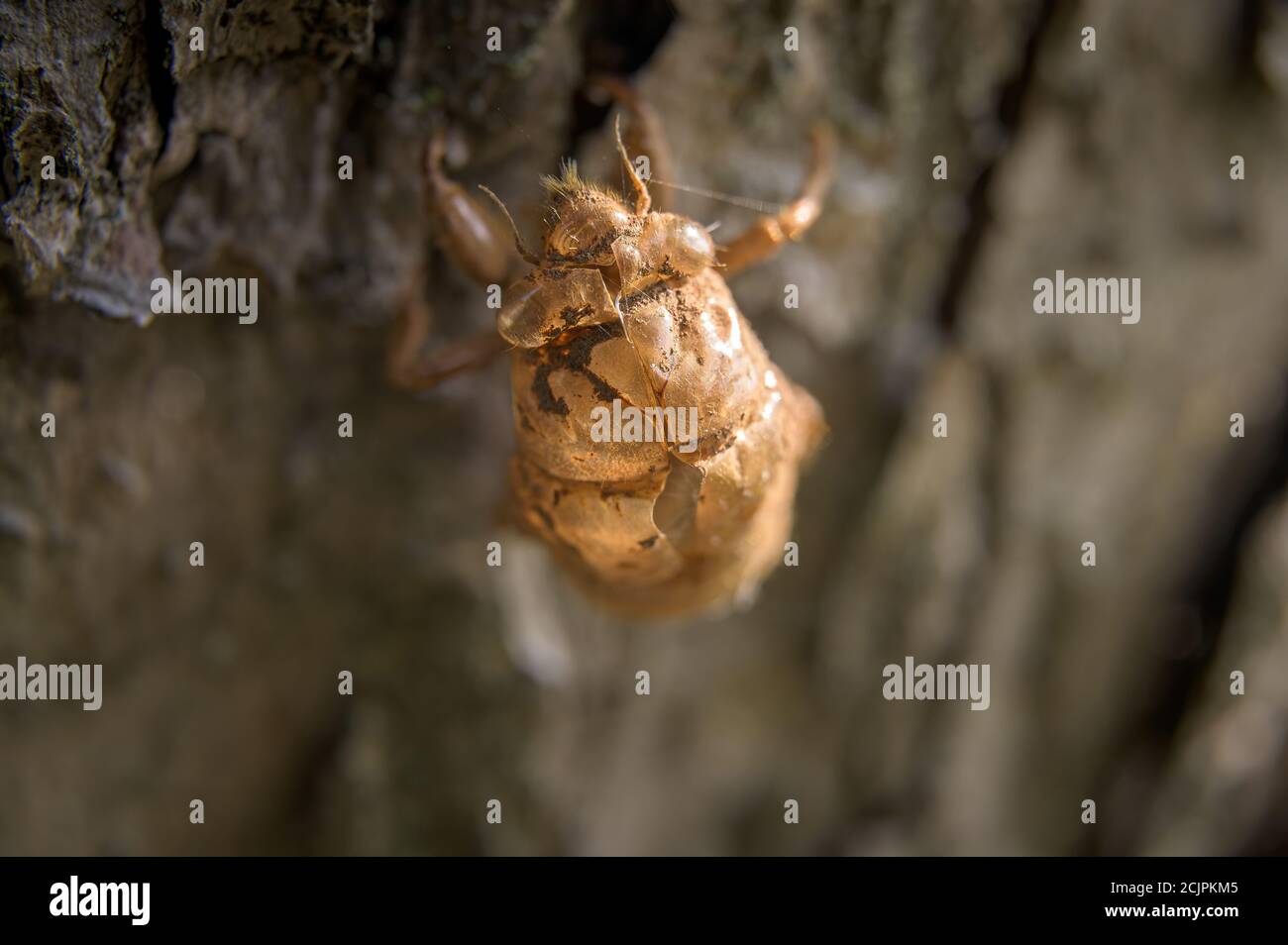 Discarded cicada shell, left empty on tree bark, in Pennsylvania, PA ...