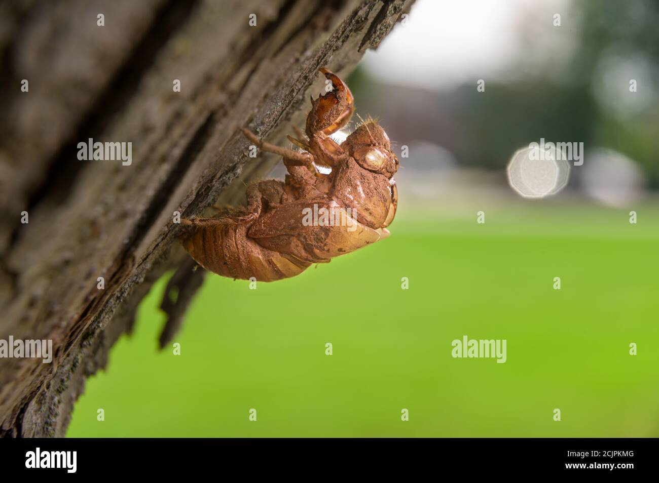 Cicada empty skin on branch hi-res stock photography and images - Alamy