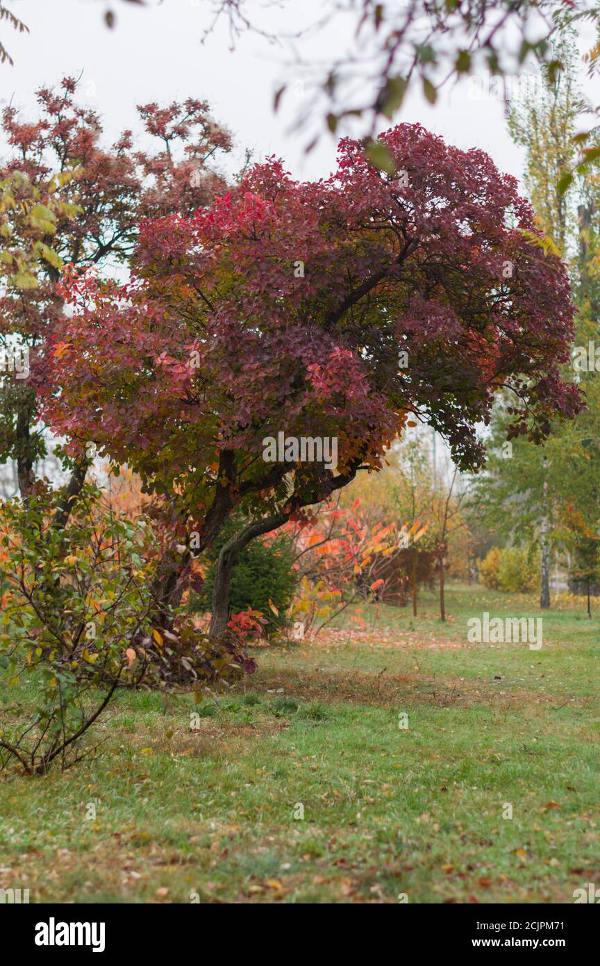 A multi-colored tree growing in the park. Burgundy burgundy tree Stock ...