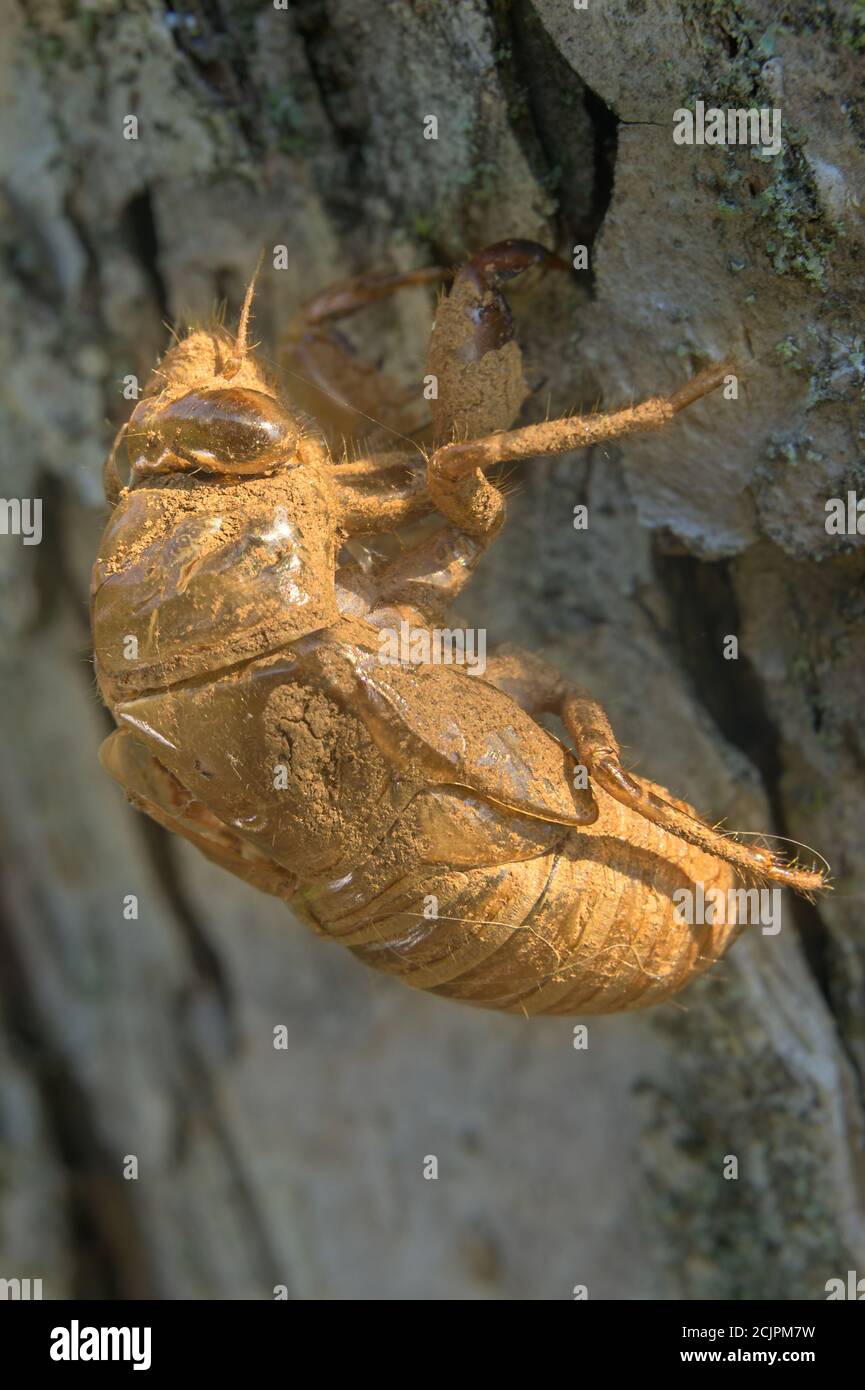 Cicada Shell On Tree High Resolution Stock Photography and Images - Alamy