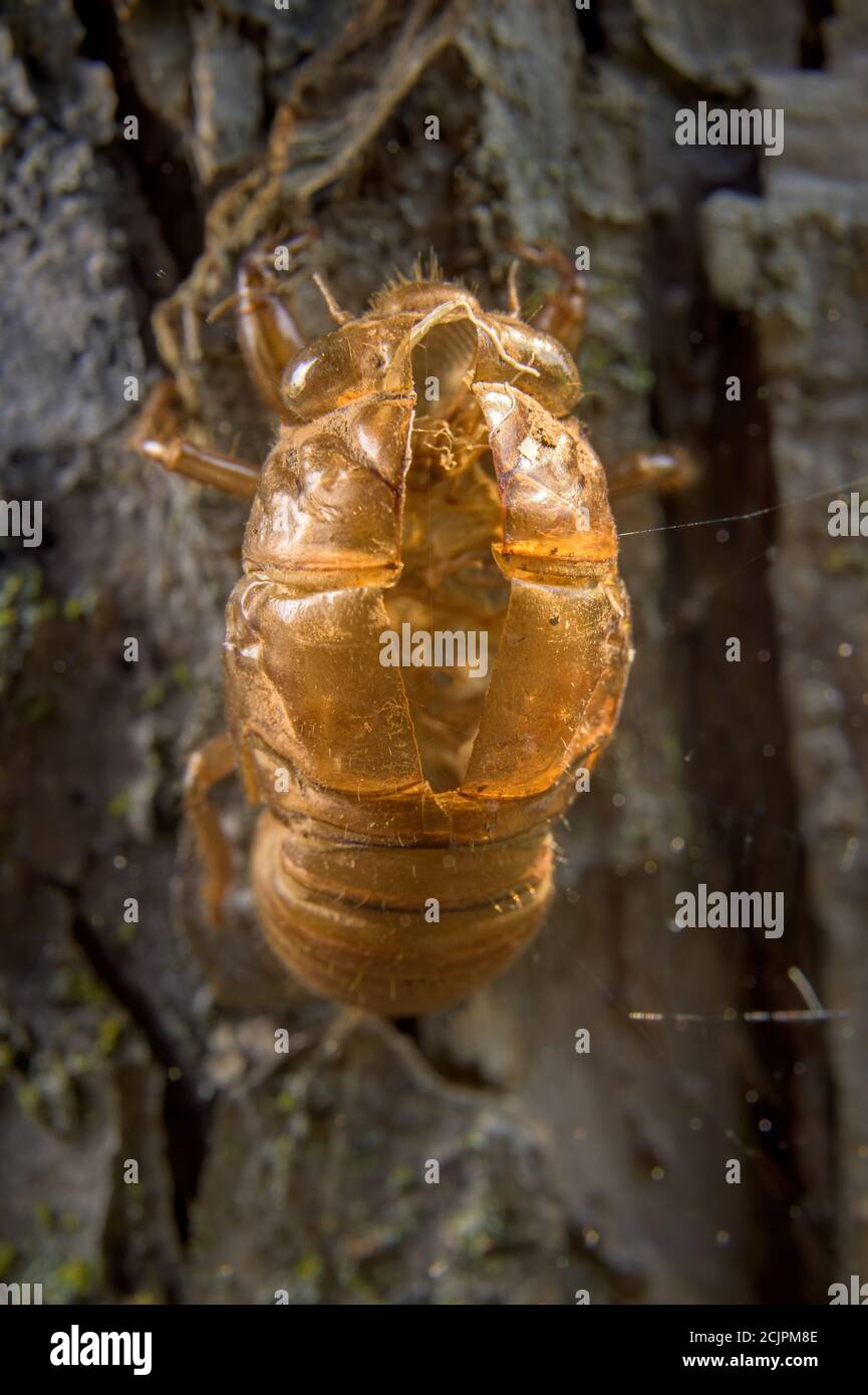 Empty cicada shell hi-res stock photography and images - Alamy