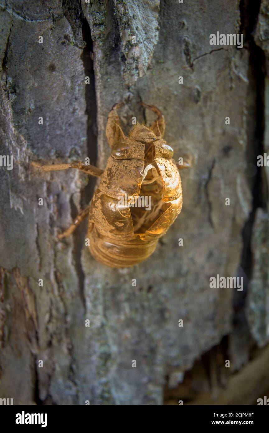 Cicada empty skin on branch hi-res stock photography and images - Alamy