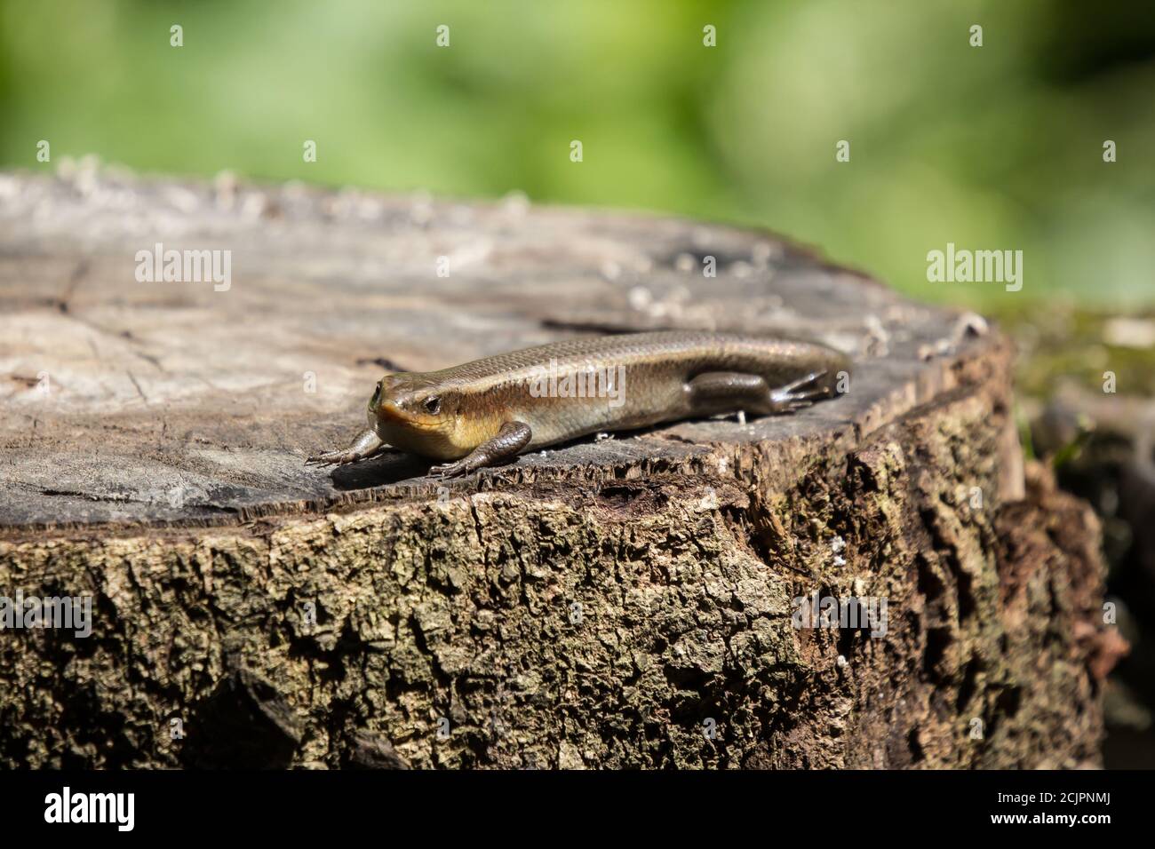 Common garden skink hi-res stock photography and images - Alamy