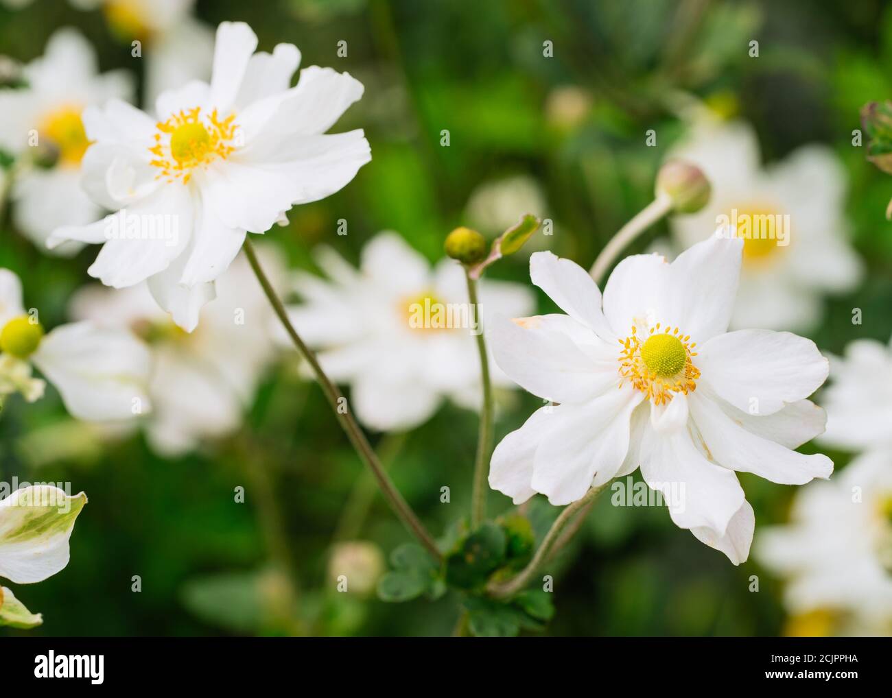 Japanese Anemone - Anemone x hybrida 'Honorine Jobert' Stock Photo - Alamy Japanese Anemone - Anemone x hybrida 'Honorine Jobert' Stock Photo - Alamy