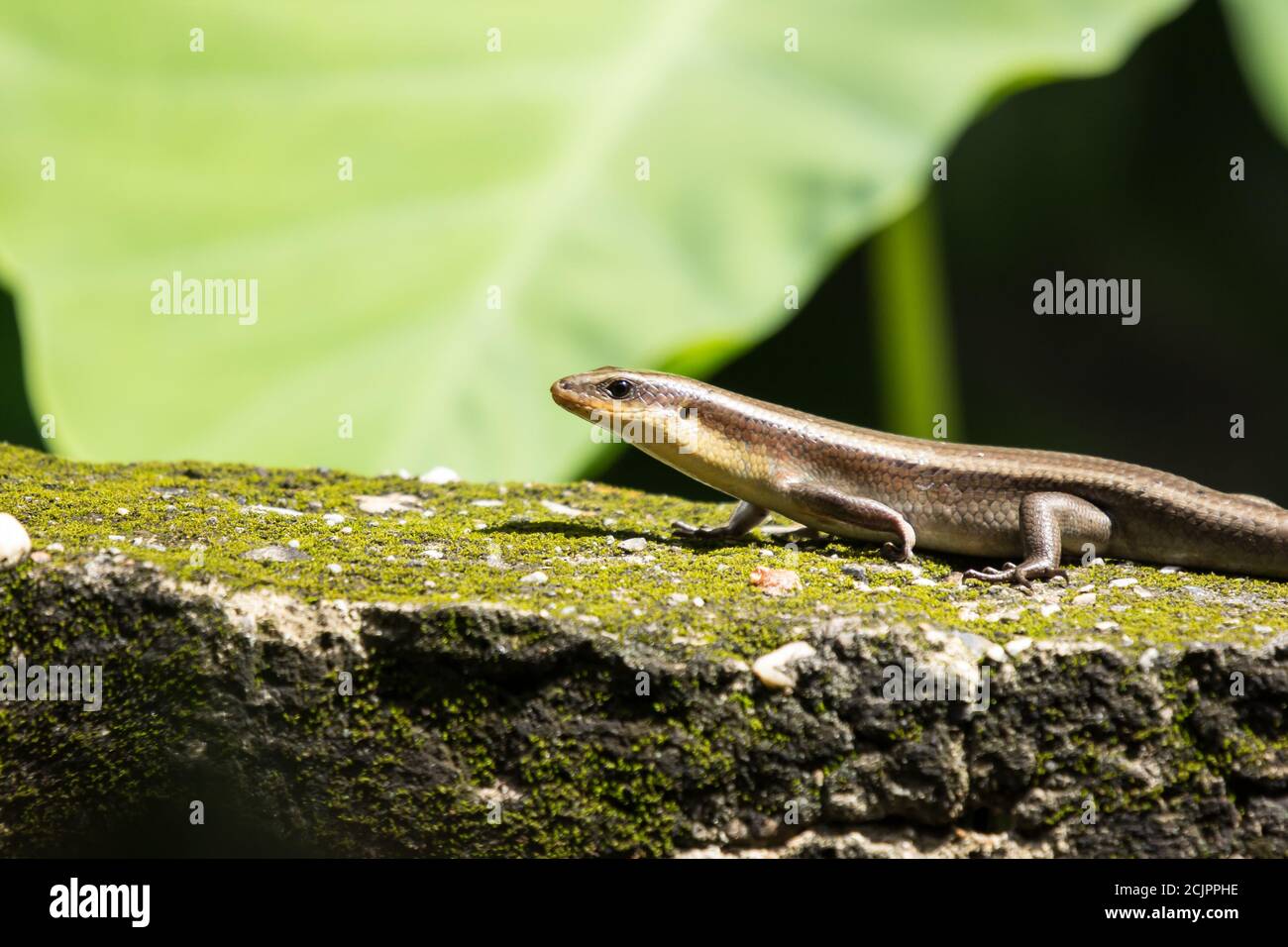 Close up brown Skink in the garden Stock Photo - Alamy