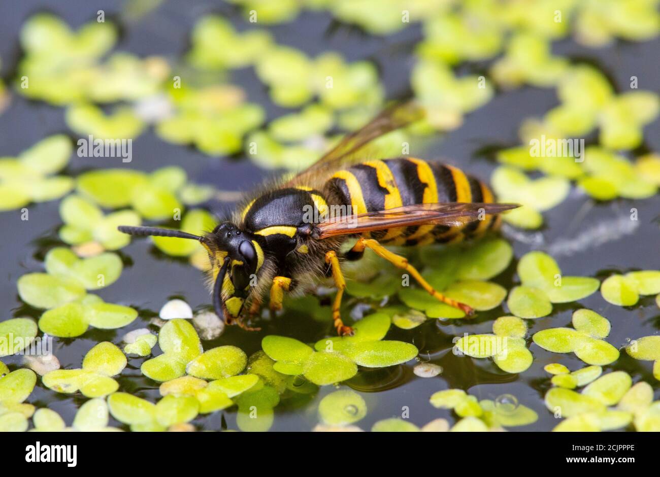 A Wasp drinking from a garden pond, Ambleside, Cumbria, UK Stock Photo ...