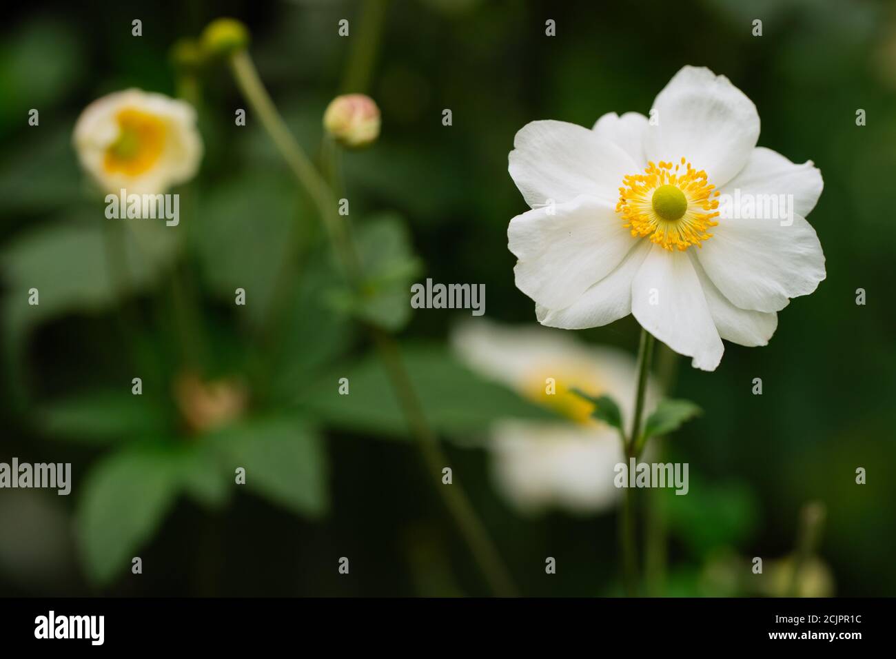 Japanese Anemone - Anemone x hybrida 'Honorine Jobert' Stock Photo - Alamy
