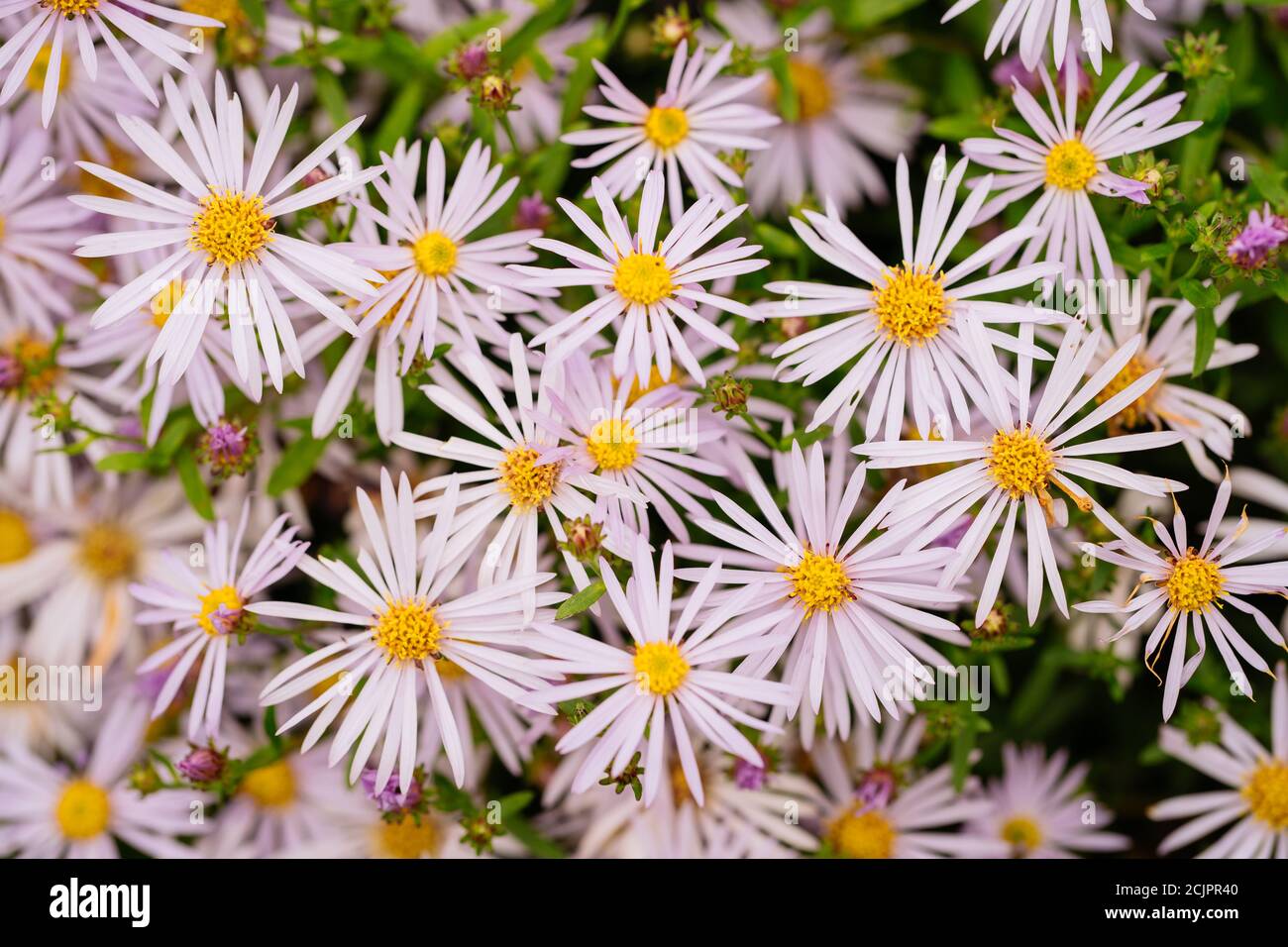 Aster x frikartii 'Monch' (Aster amellus Monch Stock Photo - Alamy