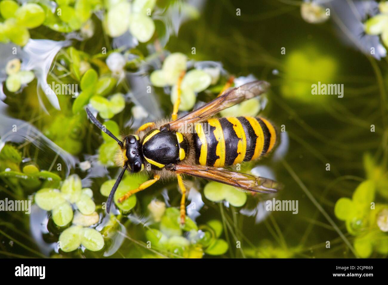 A Wasp drinking from a garden pond, Ambleside, Cumbria, UK Stock Photo ...