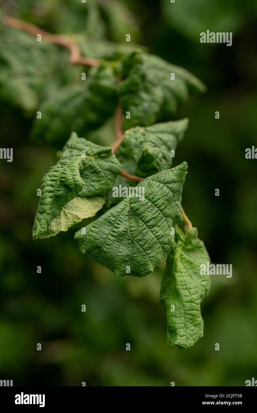 Contorted hazel hi-res stock photography and images - Alamy