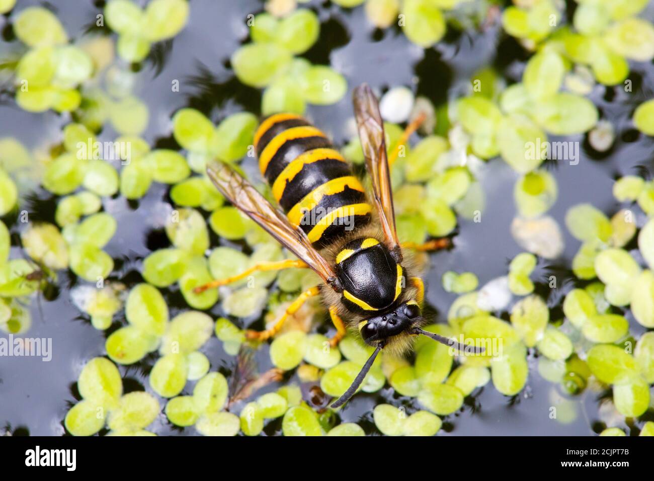 Insect drinking from garden pond hi-res stock photography and images ...