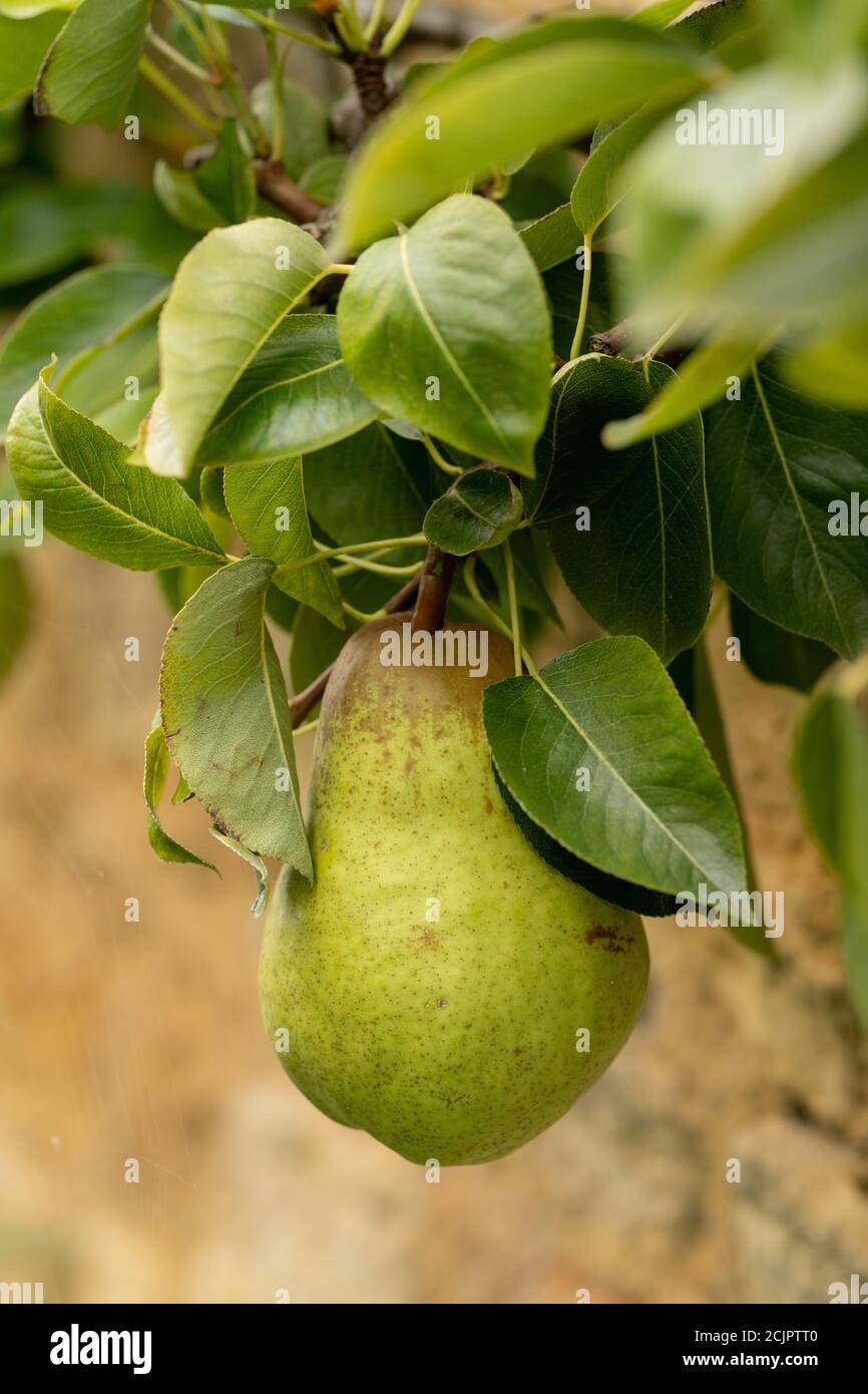 Packham's Triumph Pear Stock Photo - Alamy