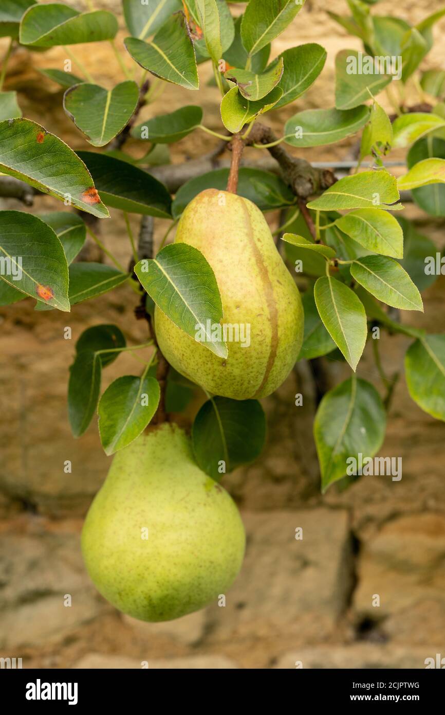 Packham's Triumph Pear Stock Photo - Alamy