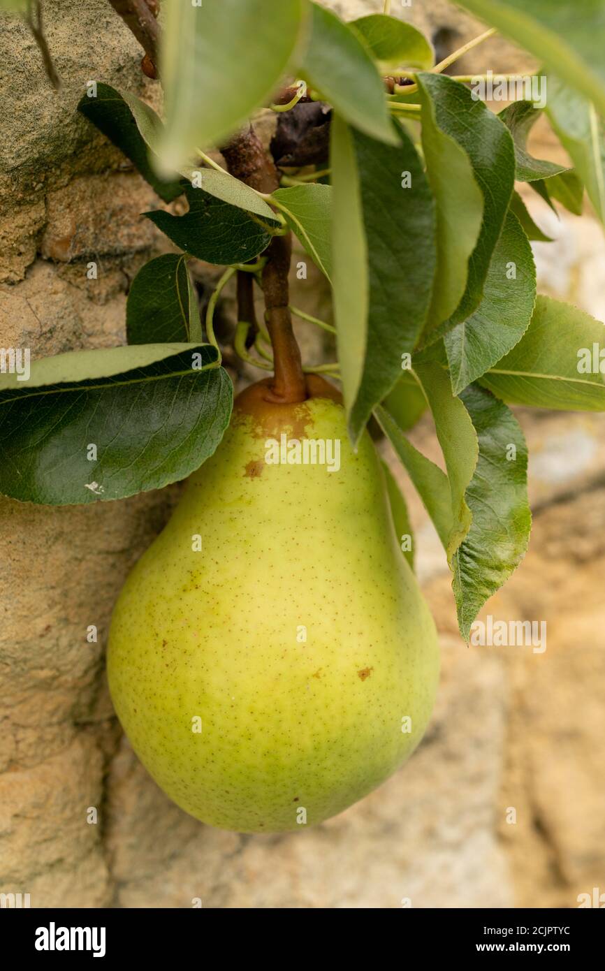 Packham's Triumph Pear Stock Photo - Alamy