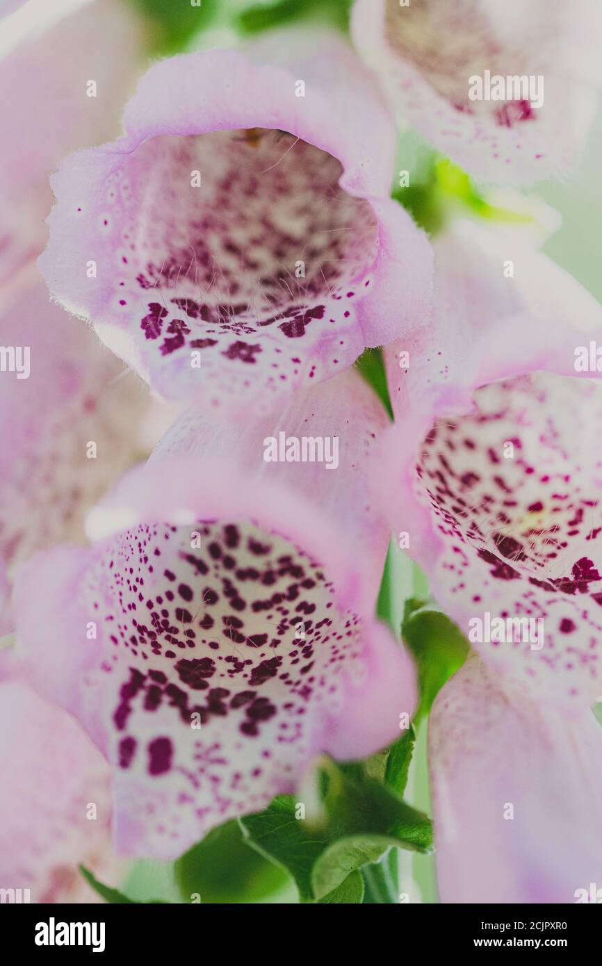 Pendulous flower cluster hi-res stock photography and images - Alamy