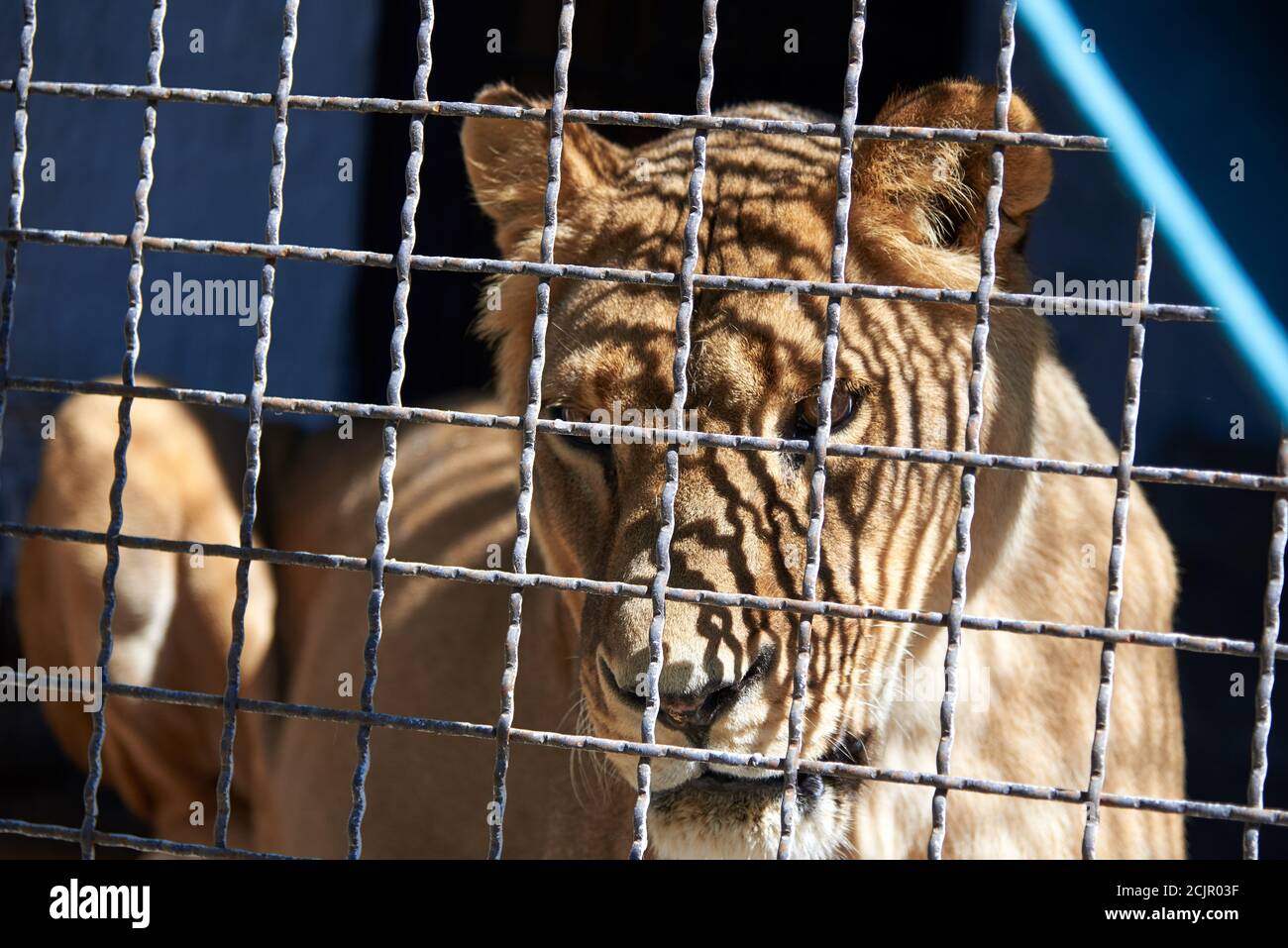 Sad young lioness resting in a metal cage Stock Photo - Alamy