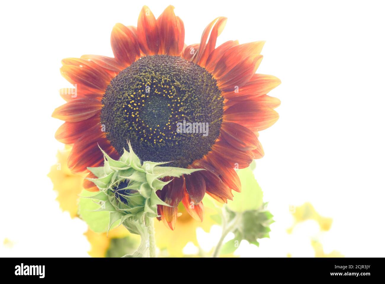 Sunflower seeds blowing wind hi-res stock photography and images - Alamy
