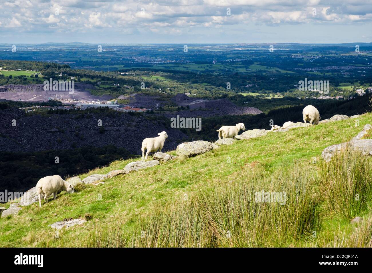 Welsh sheep on an upland hillside above Nant Ffrancon in Snowdonia ...