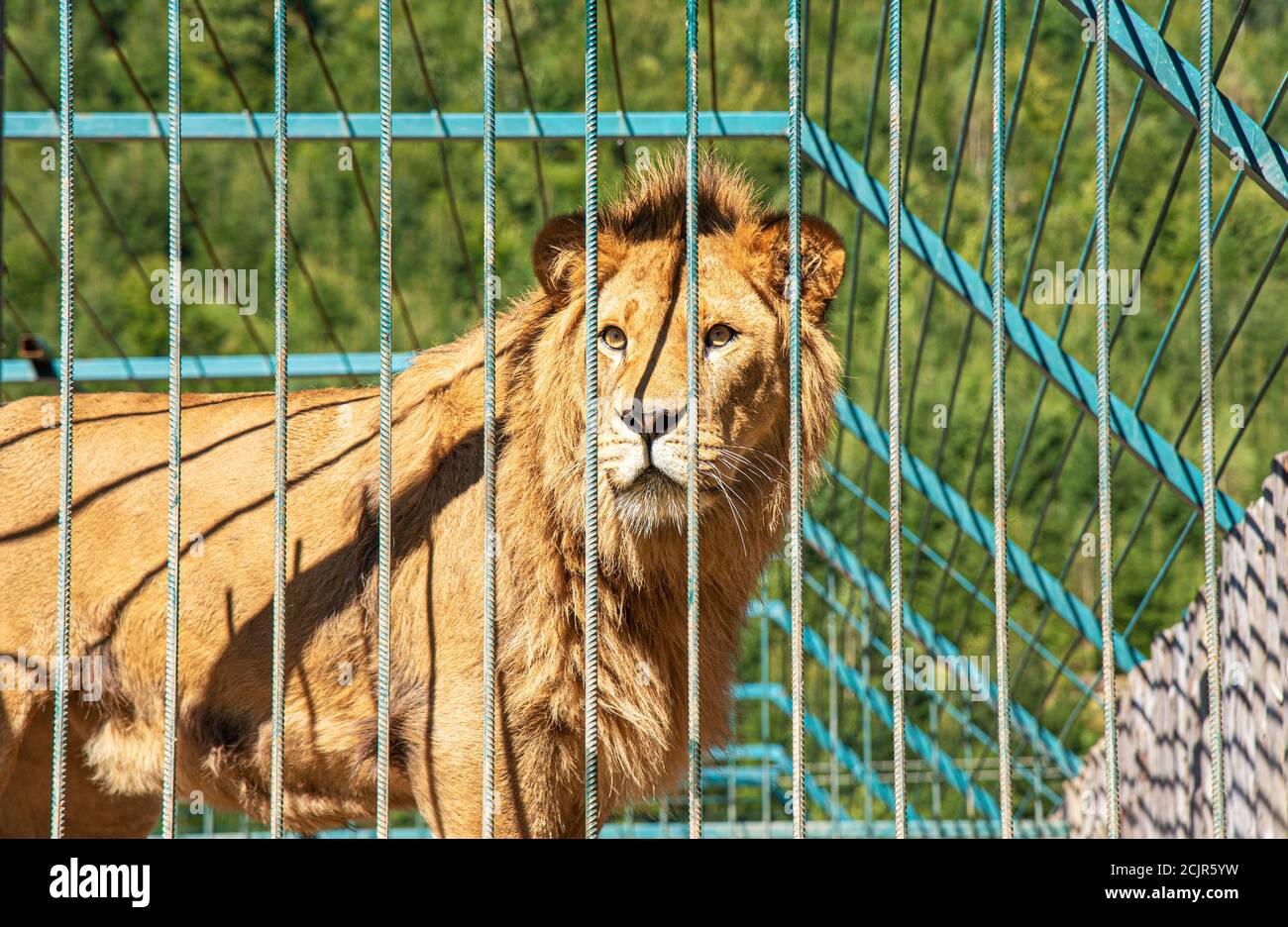 Lion in a zoo cage Stock Photo - Alamy