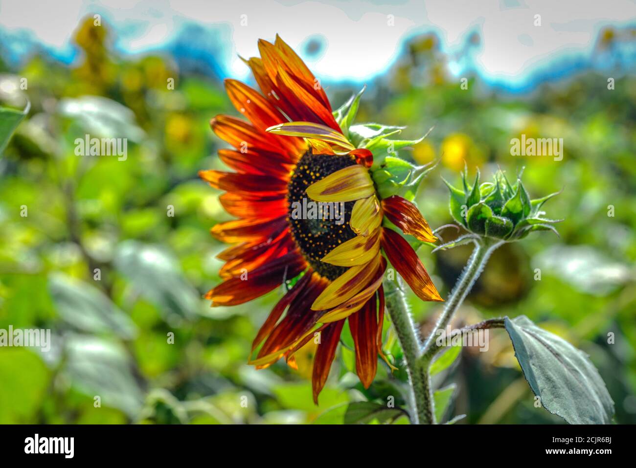 Red Giant Sunflower Blowing in the Wind Stock Photo - Alamy