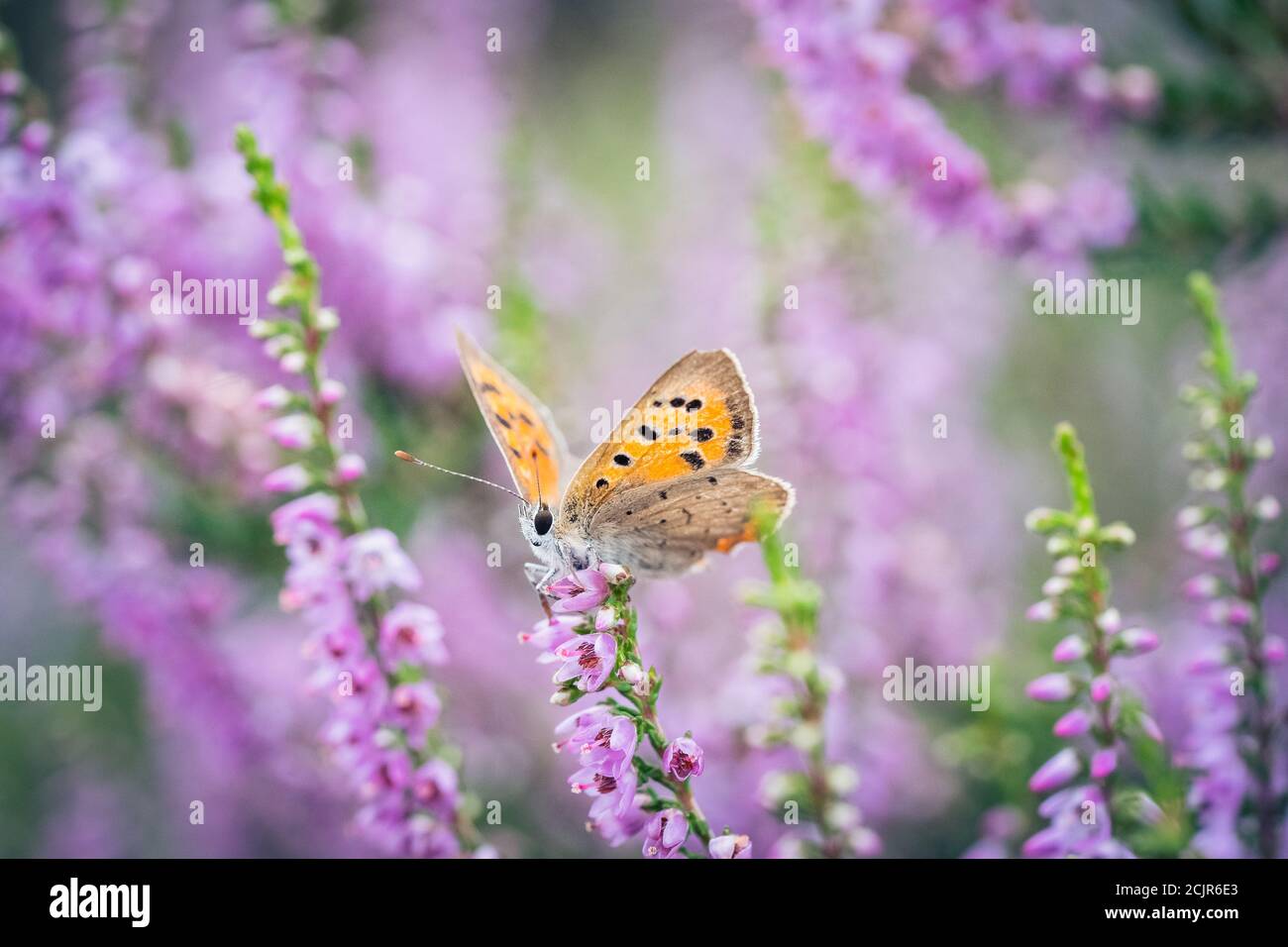 The heather blue (Plebeius argus), small butterflies with a wingspan of ...