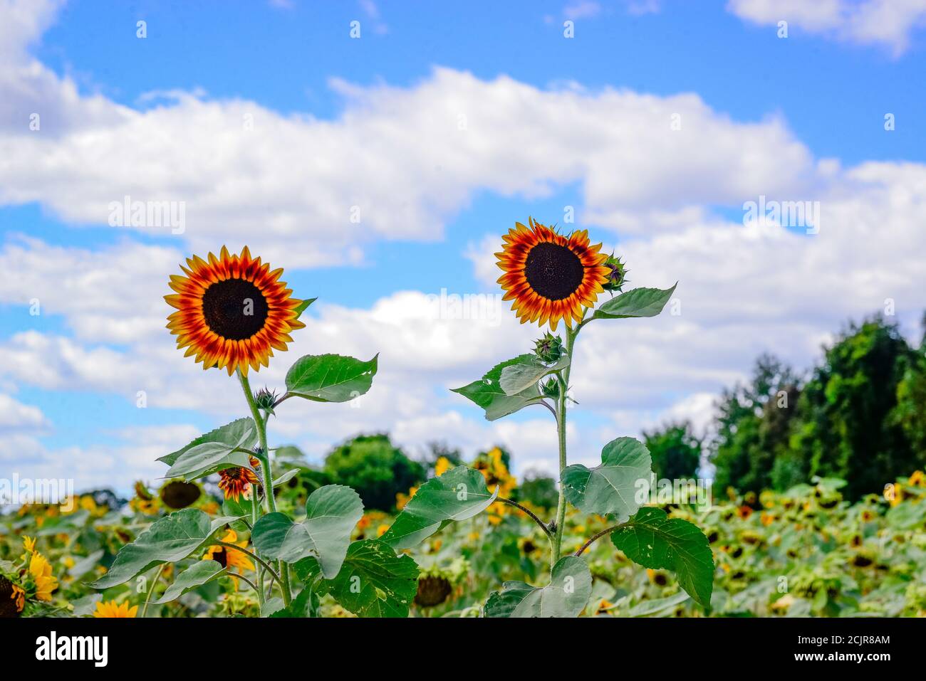 Sunflowers Dancing in the Sun Stock Photo - Alamy
