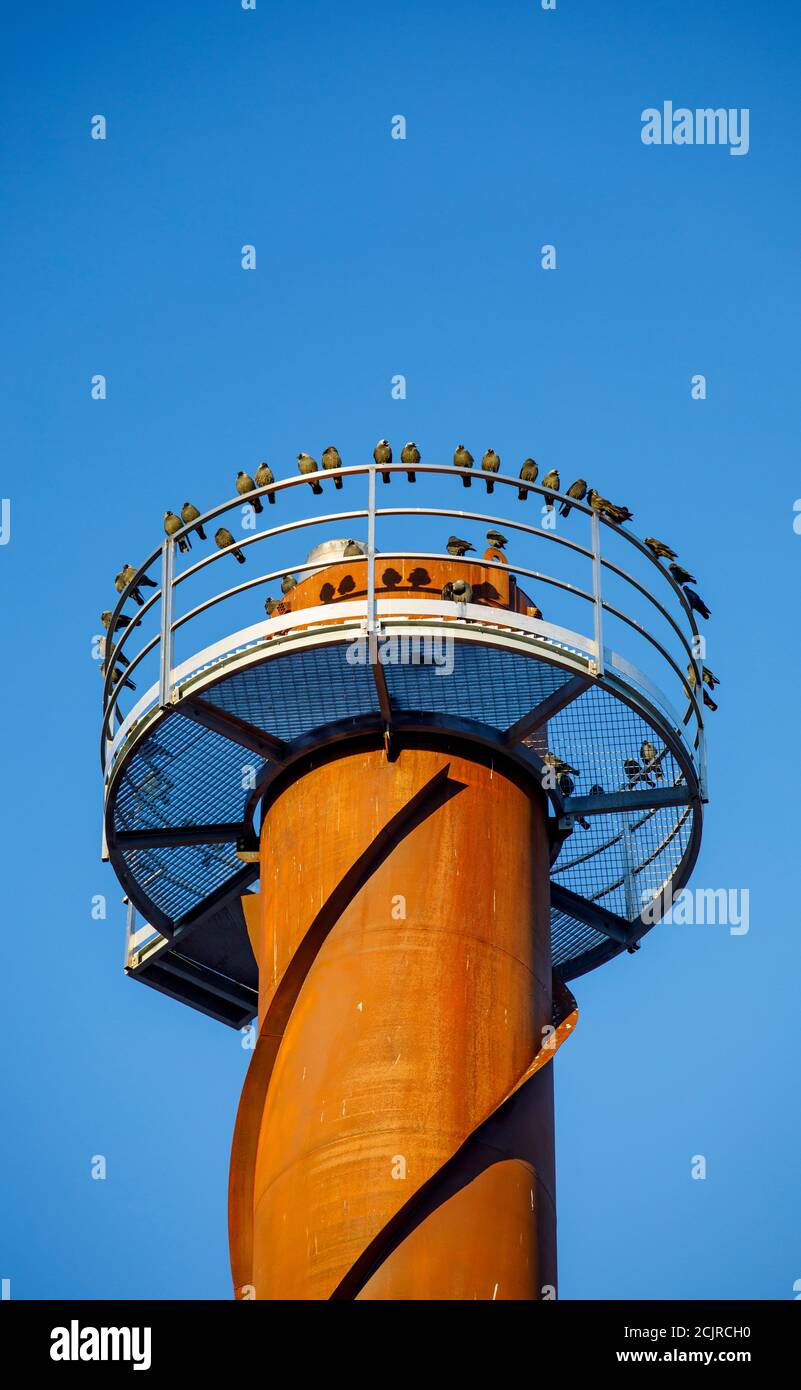 Top of a rusty steel smokestack, work platform and a flock of western ...
